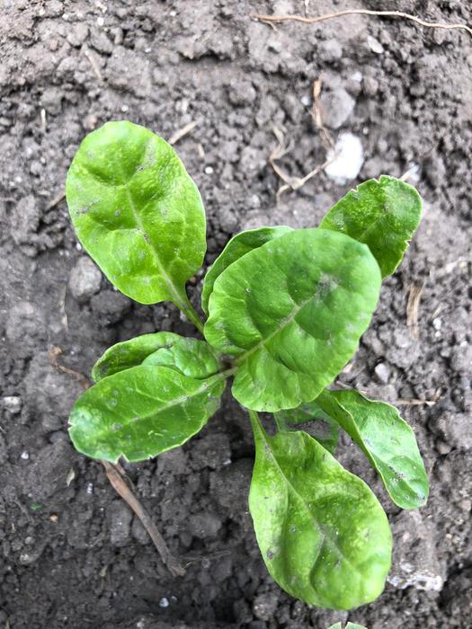 ESPINACA (PLANTULA) :: HUERTO CASERO CAMILA LEON